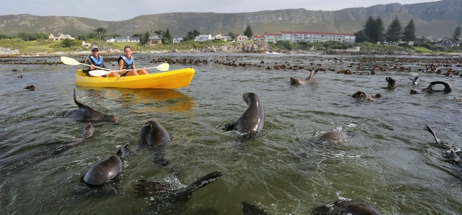 Sea Kayaking Experience in Hermanus Experience Days Vouchers ...